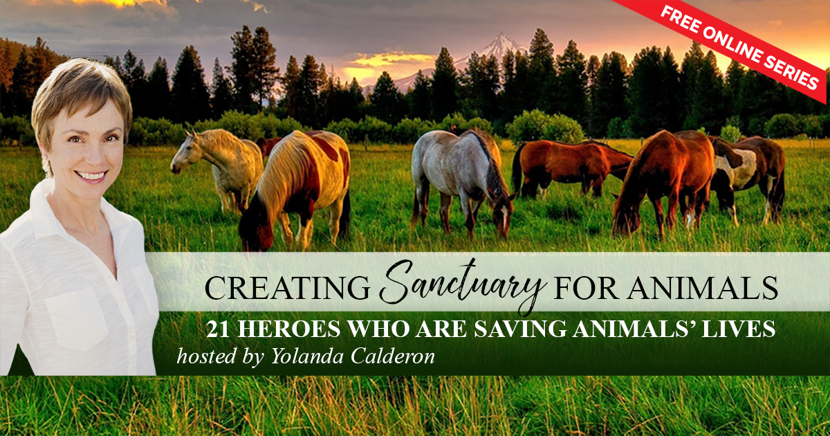Creating Sanctuary for Animals | Free Online Series — Yolanda Calderon